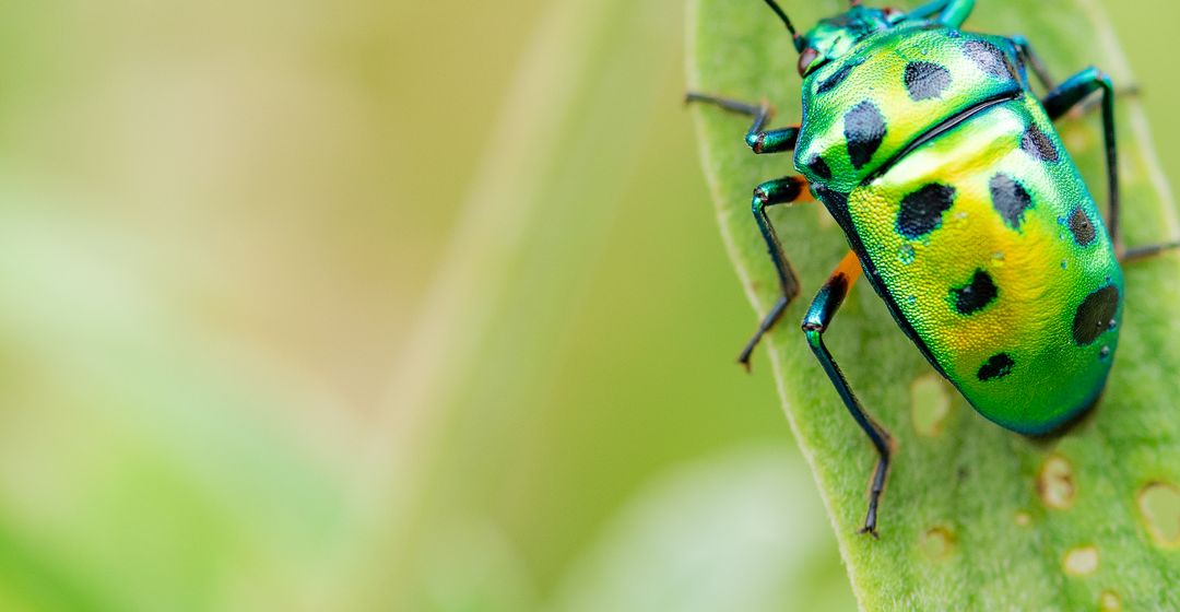 Retro Bugs Design Challenge | Spoonflower