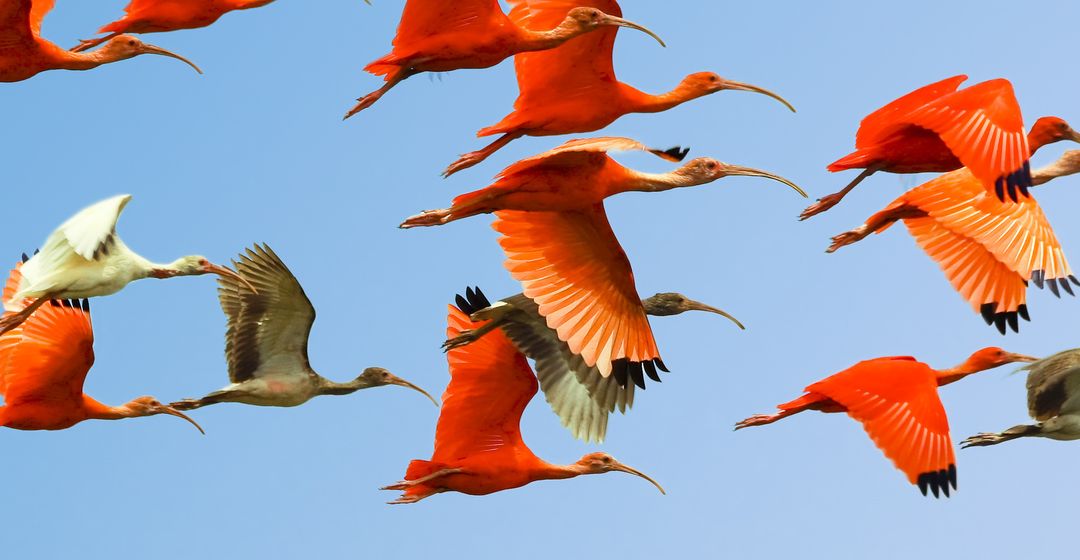 Animals by Air Design Challenge | Spoonflower