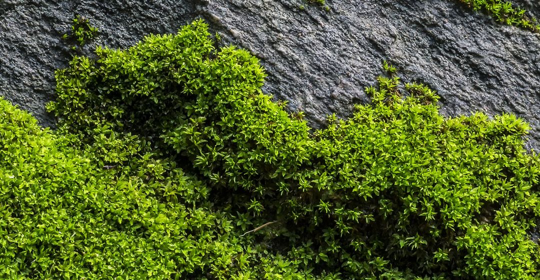 Mosses Design Challenge | Spoonflower