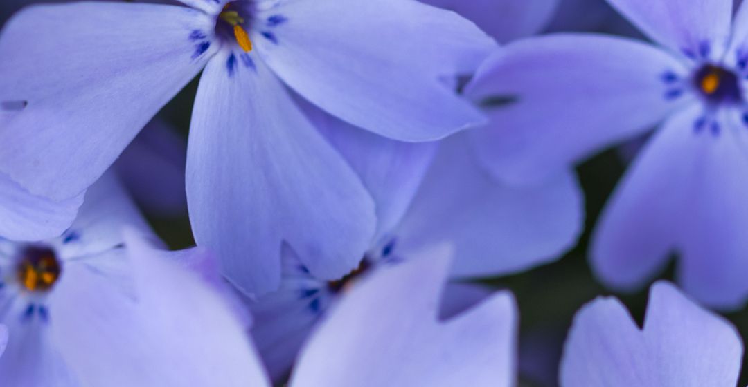 Pantone Color of the Year: Very Peri Design Challenge | Spoonflower