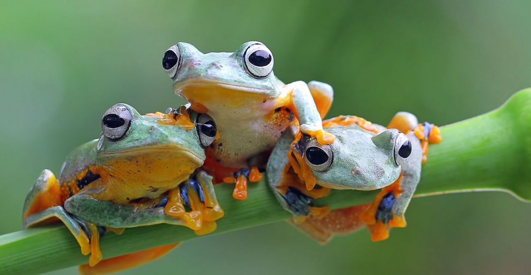 Leap Year Frogs Design Challenge | Spoonflower