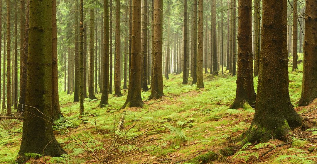 Forest Biome Design Challenge | Spoonflower